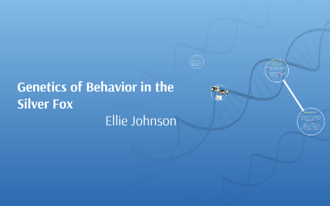 Genetics of Behavior in the Silver Fox by Ellie Johnson on Prezi