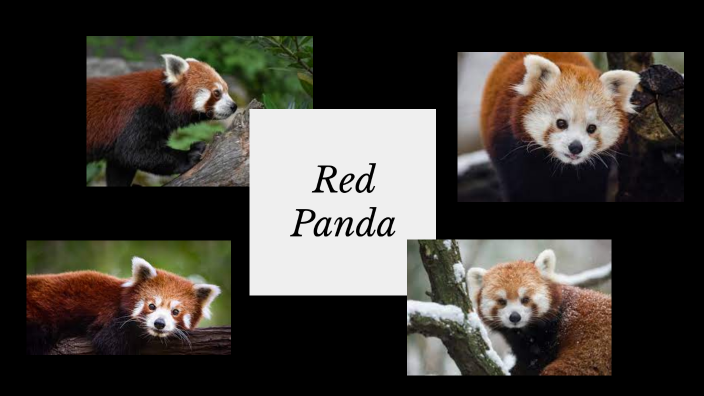 Red Panda by Manasi Ram on Prezi