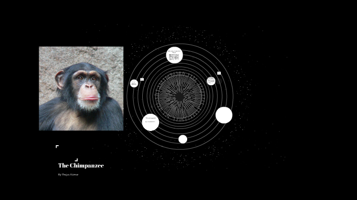 The Chimpanzee: Structural Adaptations Over Time by Thejas Kumar on Prezi