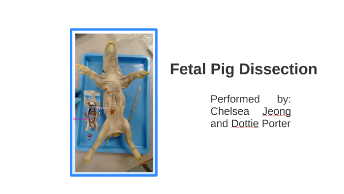 Fetal Pig Dissection; Performed by: Chelsea Jeong and Dottie Porter by ...