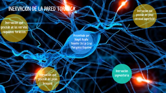 Inervación de la pared torácica by Nayeli Acuña on Prezi