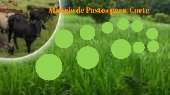 Manejo de Pastos de Corte by Jose Mejia on Prezi