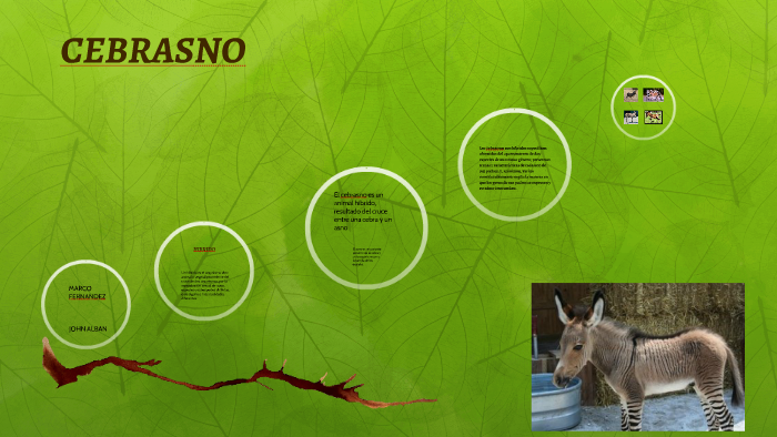 ZEBRASNO by Benedictv Villa on Prezi