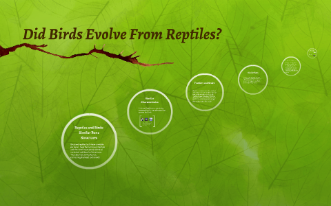 Did Birds Evolve From Reptiles? by Helena Layton
