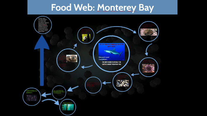 Food Web: Monterey Bay by Reese Perla on Prezi