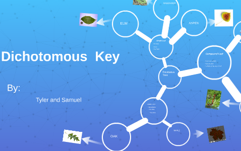Dichotomous Key by Mr Johnson on Prezi