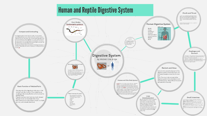 Reptile Digestive System by Cole \ Jansen