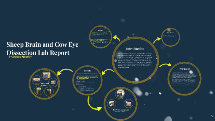 Sheep Brain and Cow Eye Dissection Lab Report by Kristen Mandler on Prezi
