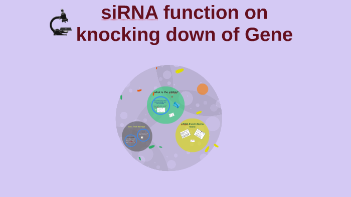 siRNA function on knock down of Gene by mojgan hamdami on Prezi