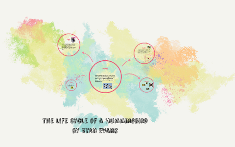 the life cycle of a hummingbird by Chris Evans on Prezi