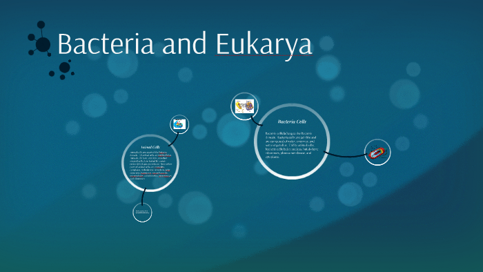 Bacteria and Eukarya by victoria bonomo on Prezi