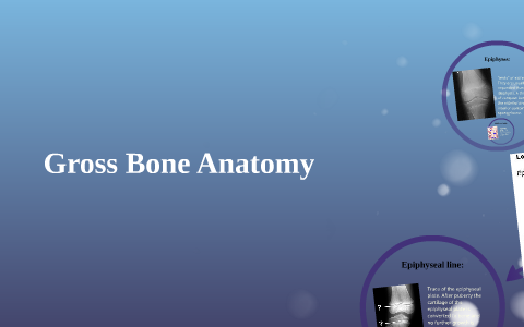 Gross Bone Anatomy by J Fritz on Prezi