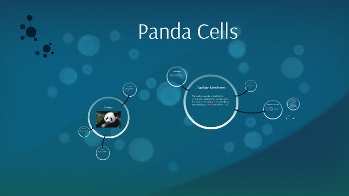 Cells in a Panda by Bailey Dameron on Prezi