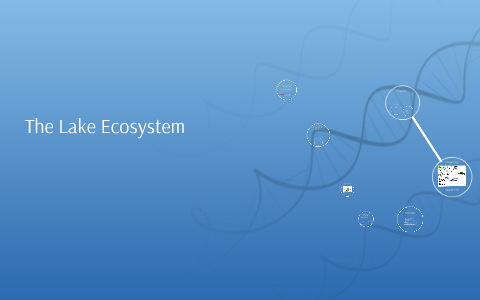 The Lake Ecosystem by Adam Parker on Prezi