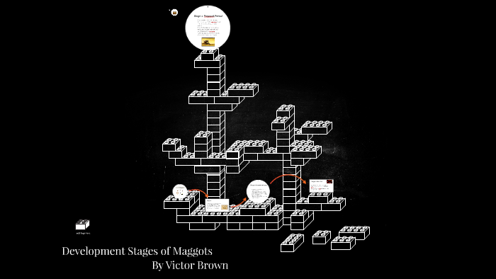 Developmental stages of maggots by Victor Doom on Prezi
