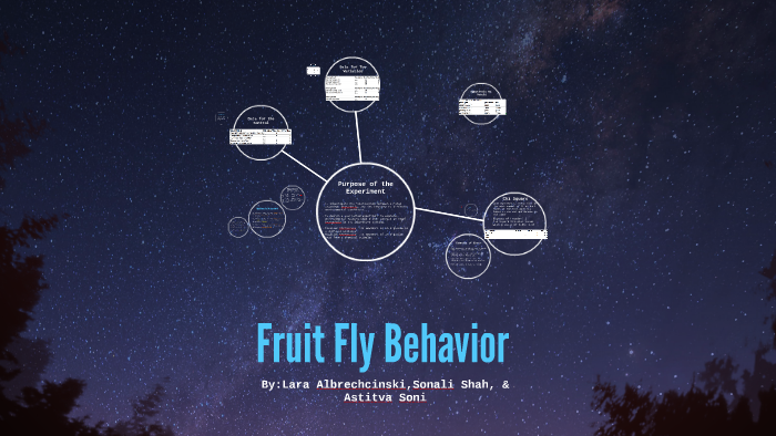 Fruit Fly Behavior By Lara Albrechcinski