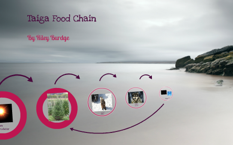 Taiga Food Chain by Riley Burdge on Prezi