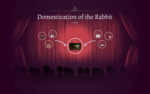Domestication of the Rabbit by Hannah Fox on Prezi