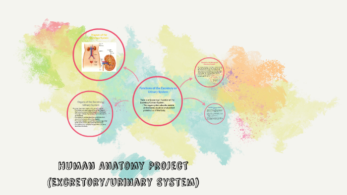 Human Anatomy Project (Excretory/Urinary System) by Daniel Shen on Prezi