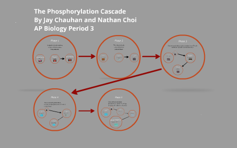 The Phosphorylation Cascade by Jay Chauhan on Prezi