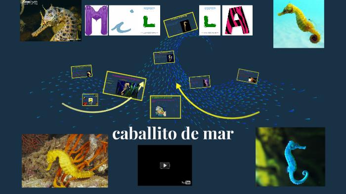 caballito de mar by Cori Adams on Prezi