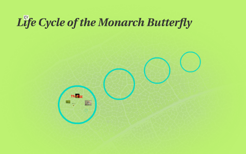 Life Cycle of the Monarch Butterfly by Margaret Shuff on Prezi
