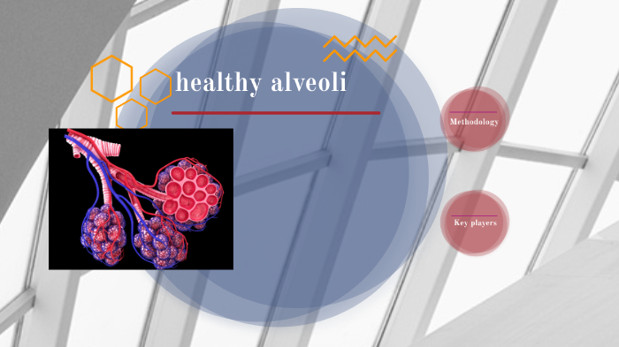Surface Area of the Exchange Membrane by Kim Corto on Prezi