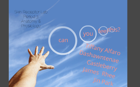 Skin Receptor Lab by Jin Park on Prezi