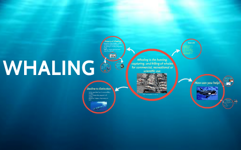 WHALING; IS IT A BIG PROBLEM? by Anna Jorgensen on Prezi