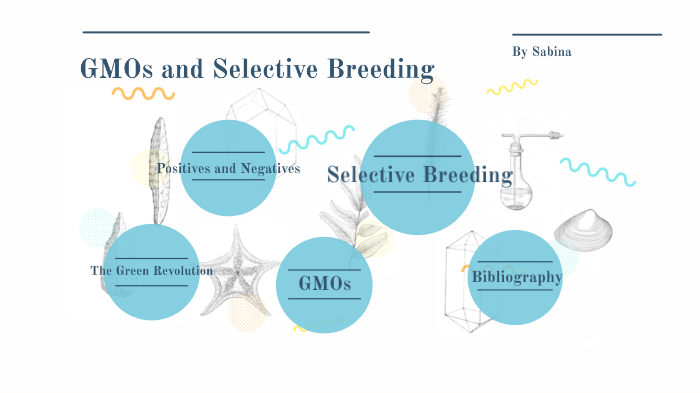 GMOs and Selective Breeding by sabina zh on Prezi