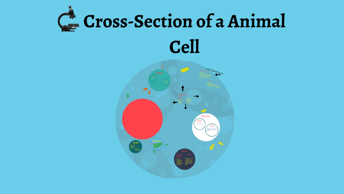Cross-Section of a Animal Cell by Jacob Saunders on Prezi
