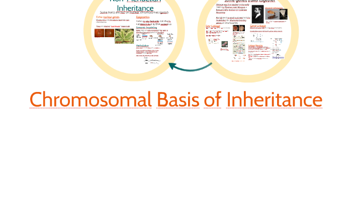 Genetics 4 Chromosomal Basis of Inheritance by Daniel Cordek on Prezi