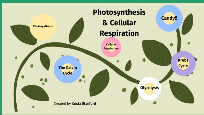 Photosynthesis and Cellular Respiration by Krista Stanford on Prezi