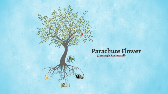 Parachute Flower by Kathy Trinh on Prezi