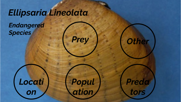 Ellipsaria Lineolata by 4-4-1 A on Prezi