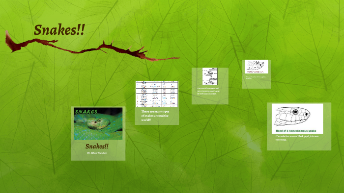 Snakes!! by Ethan Thatcher