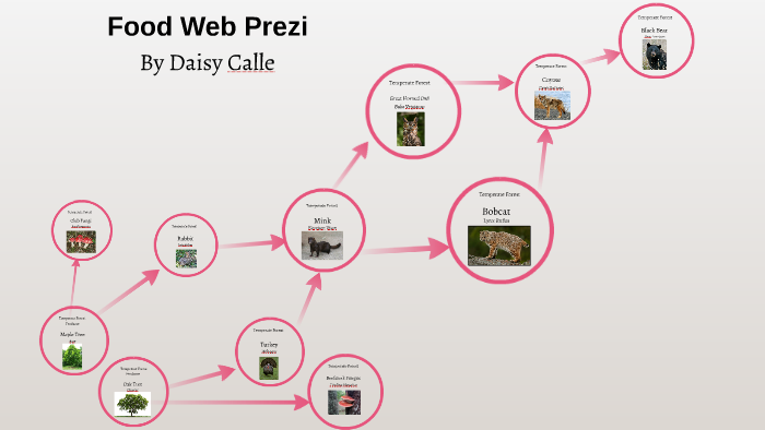 Temperate Forest Food Web by Daisy Calle on Prezi