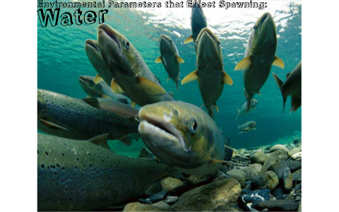 Environmental Parameters that Effect Spawning: Water by Stephanie Totten