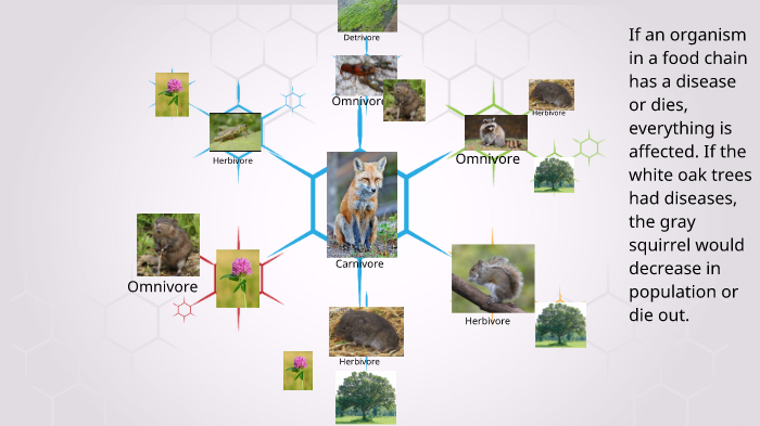 Food Web of Meadow Ecosystem by Nathan Lewis on Prezi