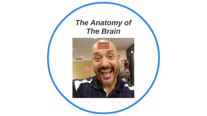 Brain Anatomy by Jayme Batcher on Prezi