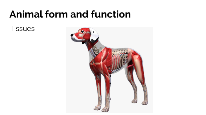 Animal form and functions by on Prezi