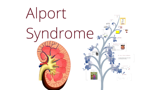Alport Syndrome by Amelia Clark on Prezi