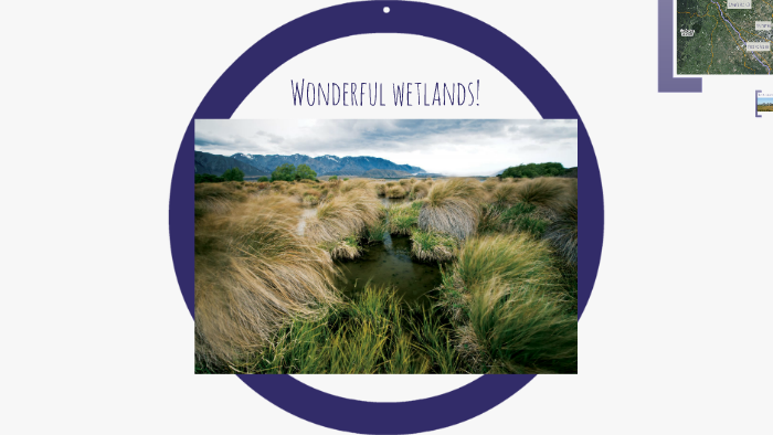 Wetland project - Makoura College by Rachel Griffiths on Prezi