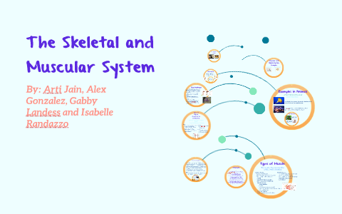 The Skeletal and Muscular System by on Prezi