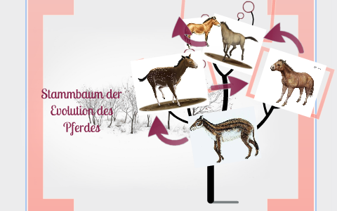 Evolution des Pferdes by Katharina Behne on Prezi