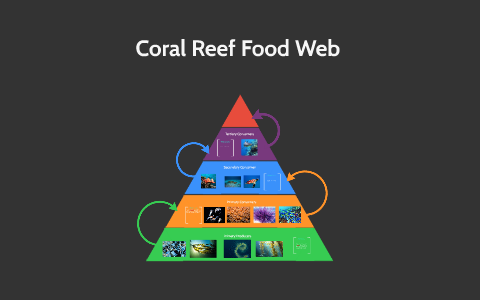 Coral Reef Food Web by Brandie Doll on Prezi