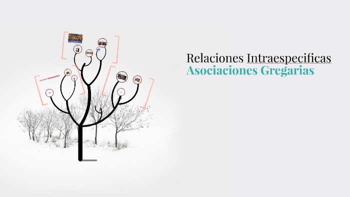Relaciones Gregarias by Carol Quintero on Prezi