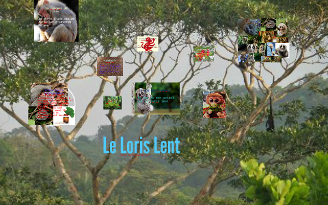 Le Loris Lent by Simone T on Prezi