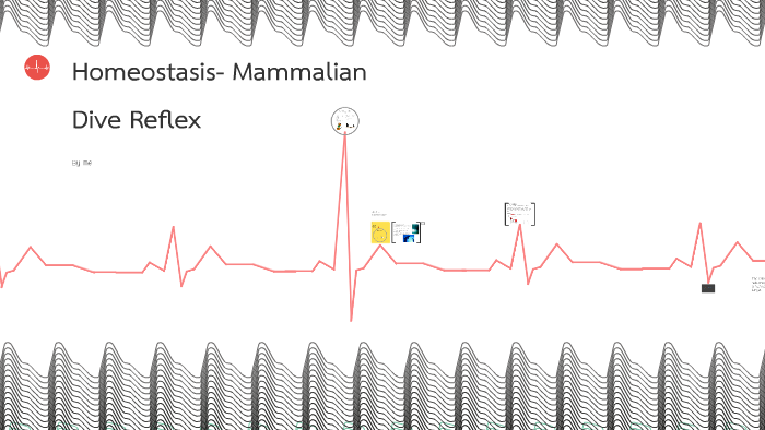 homeostasis-mammalian dive reflex by Benny Ouyang