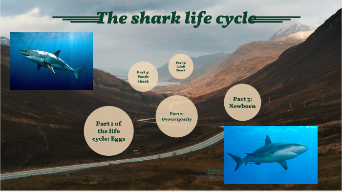 The shark life cycle by S Brusby on Prezi